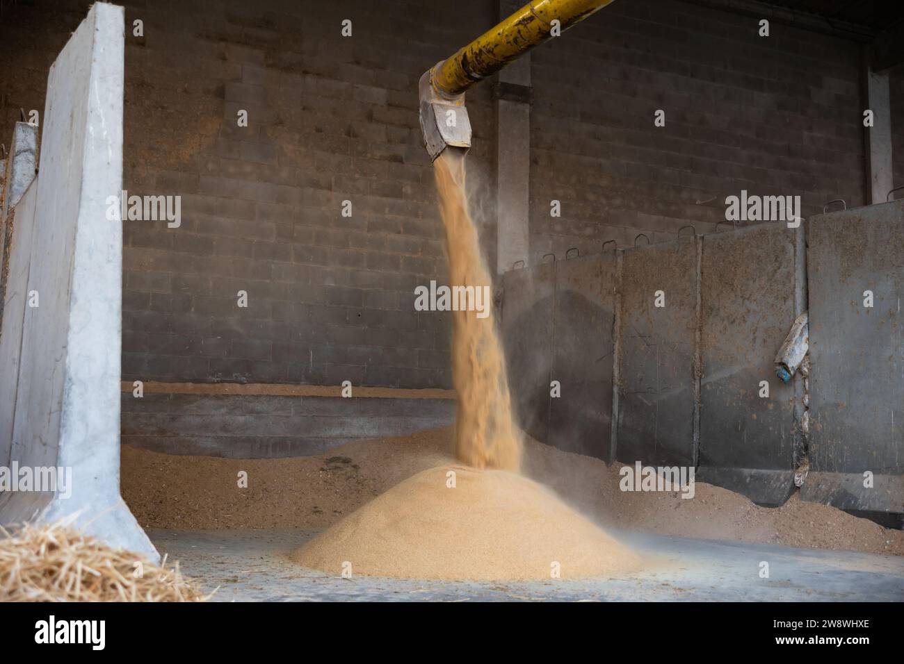 Machine pouring heap of soybean hulls in fodder storage. Concept of ...