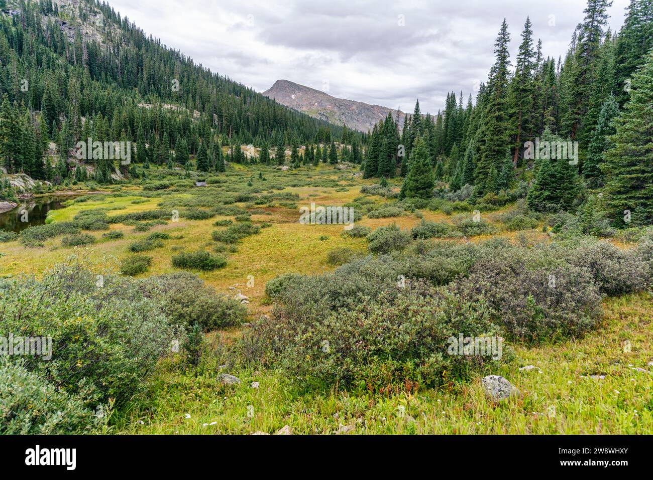 Wetland ecosystem in the Holy Cross Wilderness, Colorado Stock Photo ...