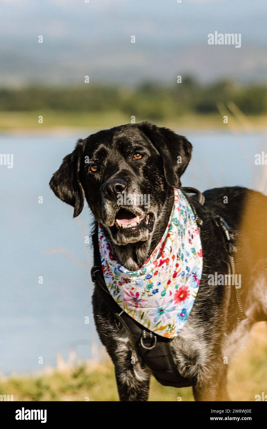 Black labrador retriever head hi-res stock photography and images - Alamy