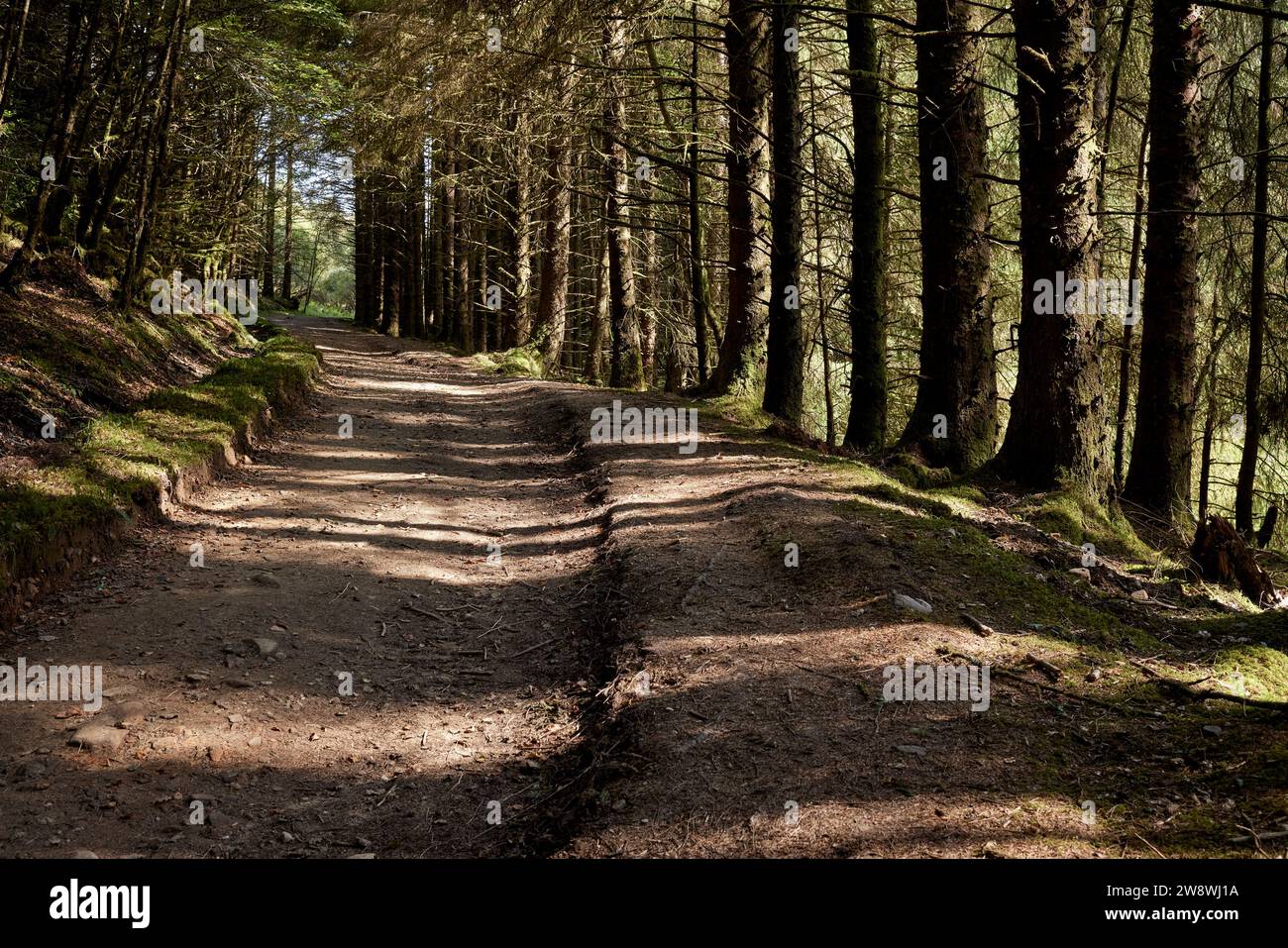 Pathway through pine forest on the climb to the Dun Na Cuaiche ...