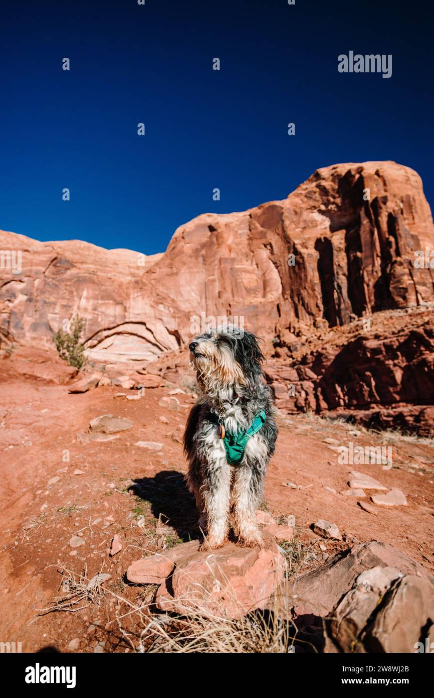 Australian shepherd poodle hi-res stock photography and images - Alamy