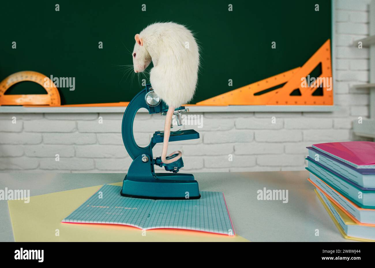 Funny rat sit on microscope. Learning, education and science concept ...