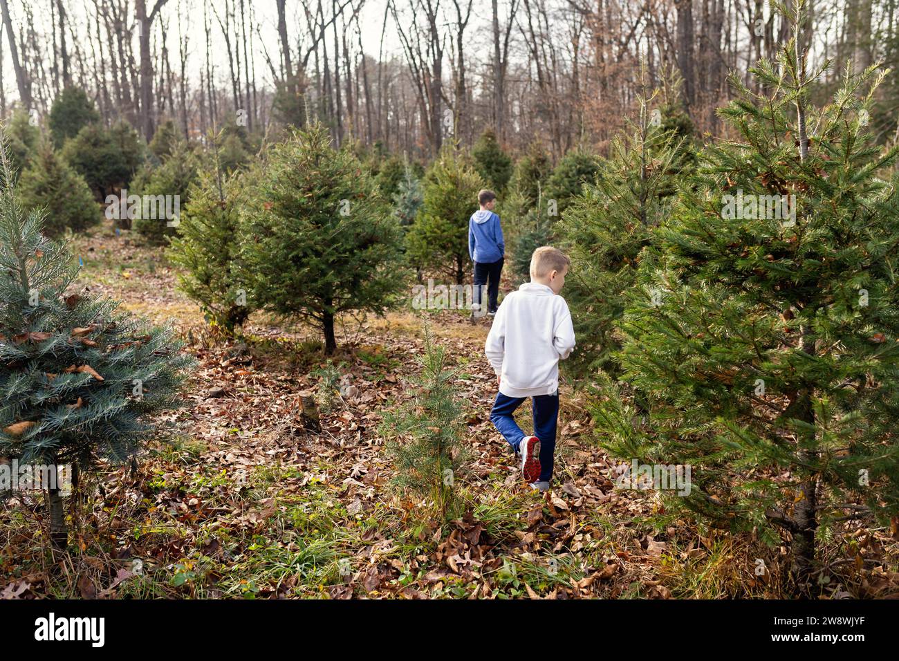 Finding a christmas tree hi-res stock photography and images - Alamy