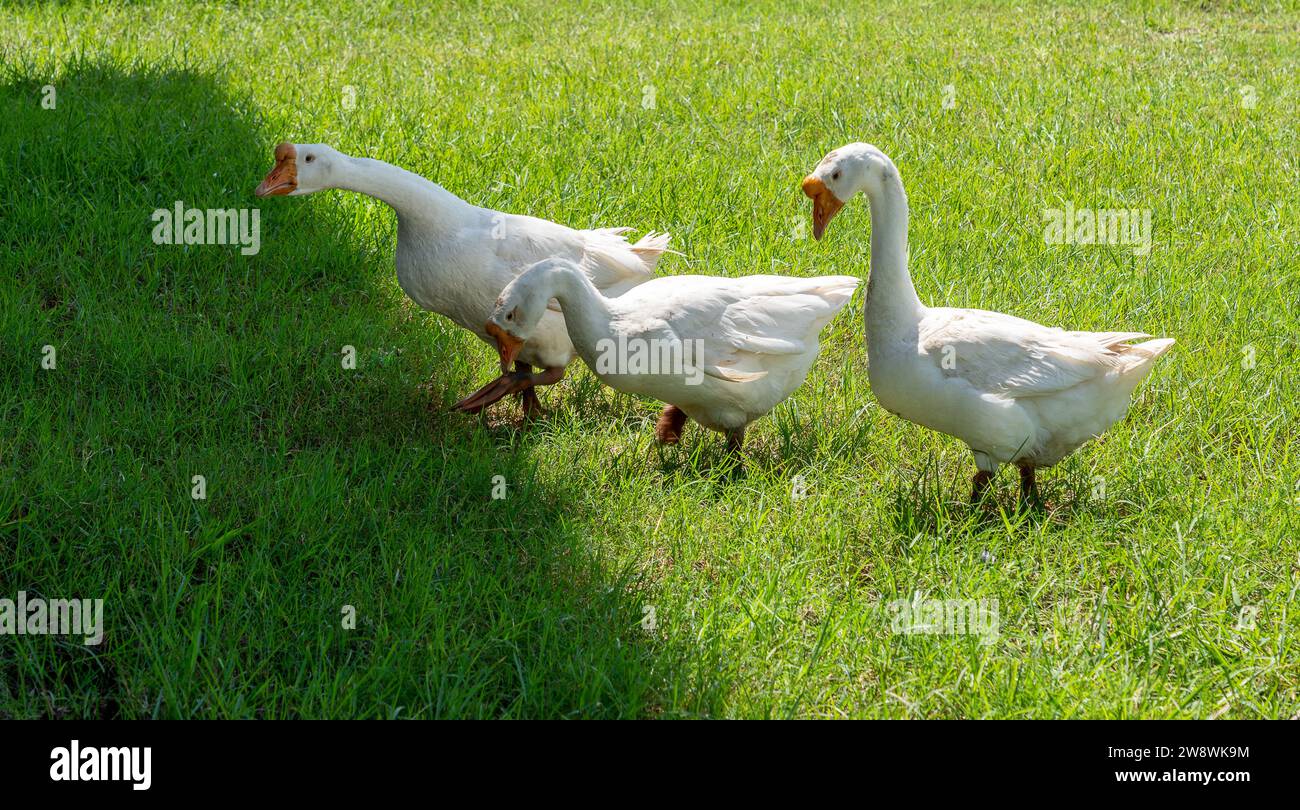 Ducks, Duck Ponds, Swans, Geese Wild Animals Stock Photo - Alamy