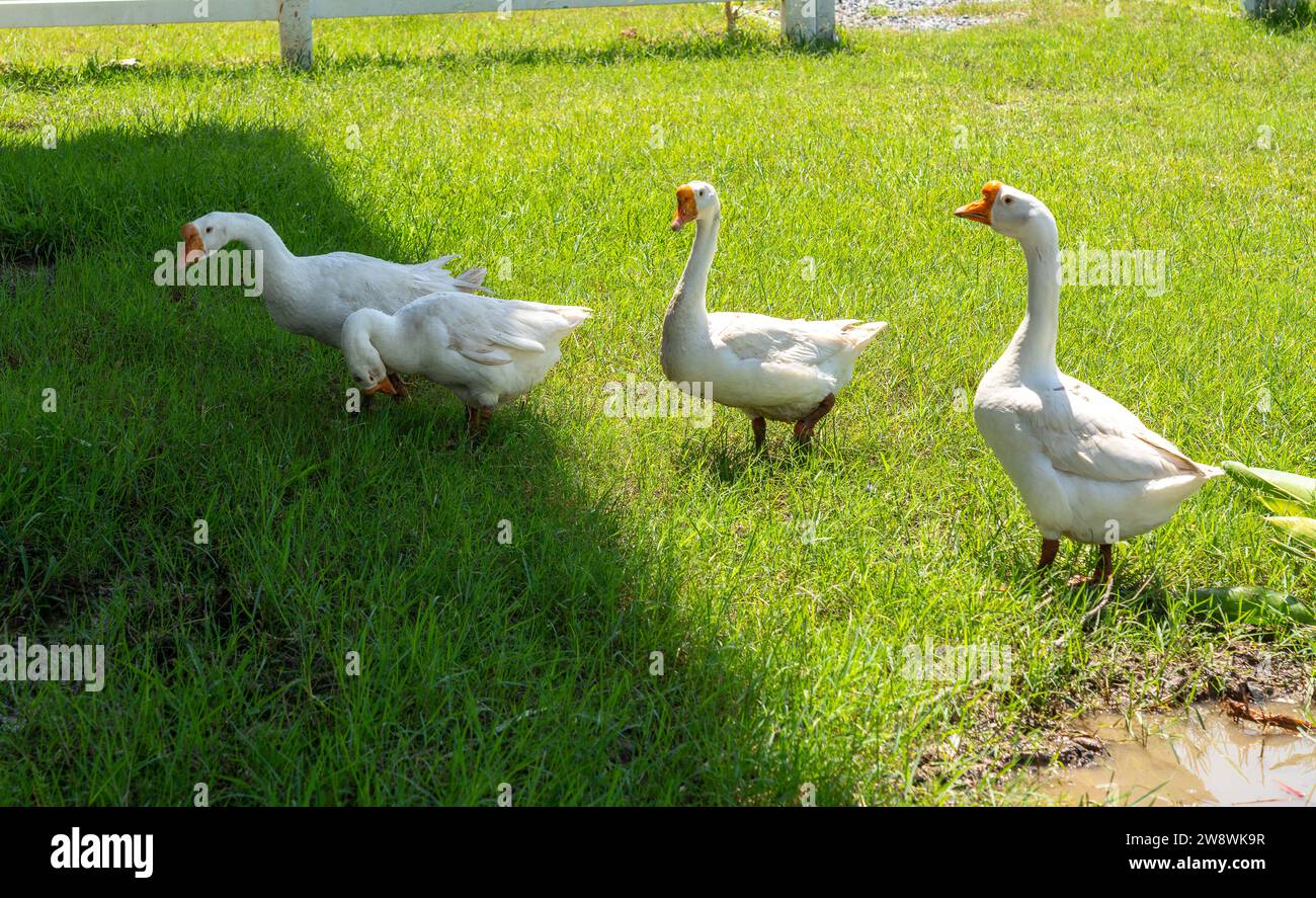 Ducks, Duck Ponds, Swans, Geese Wild Animals Stock Photo - Alamy
