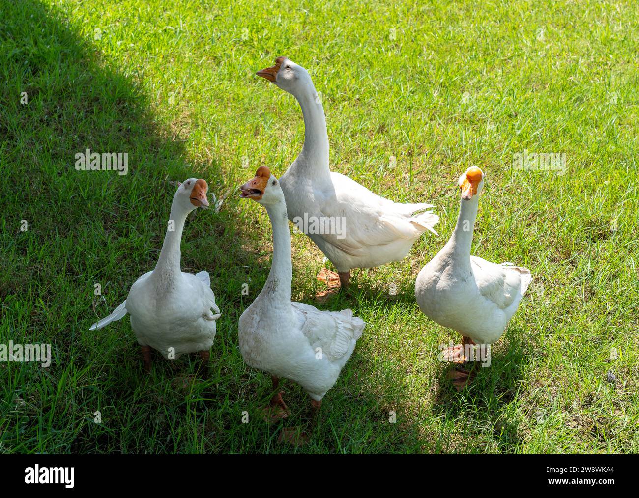 Ducks, Duck Ponds, Swans, Geese Wild Animals Stock Photo - Alamy