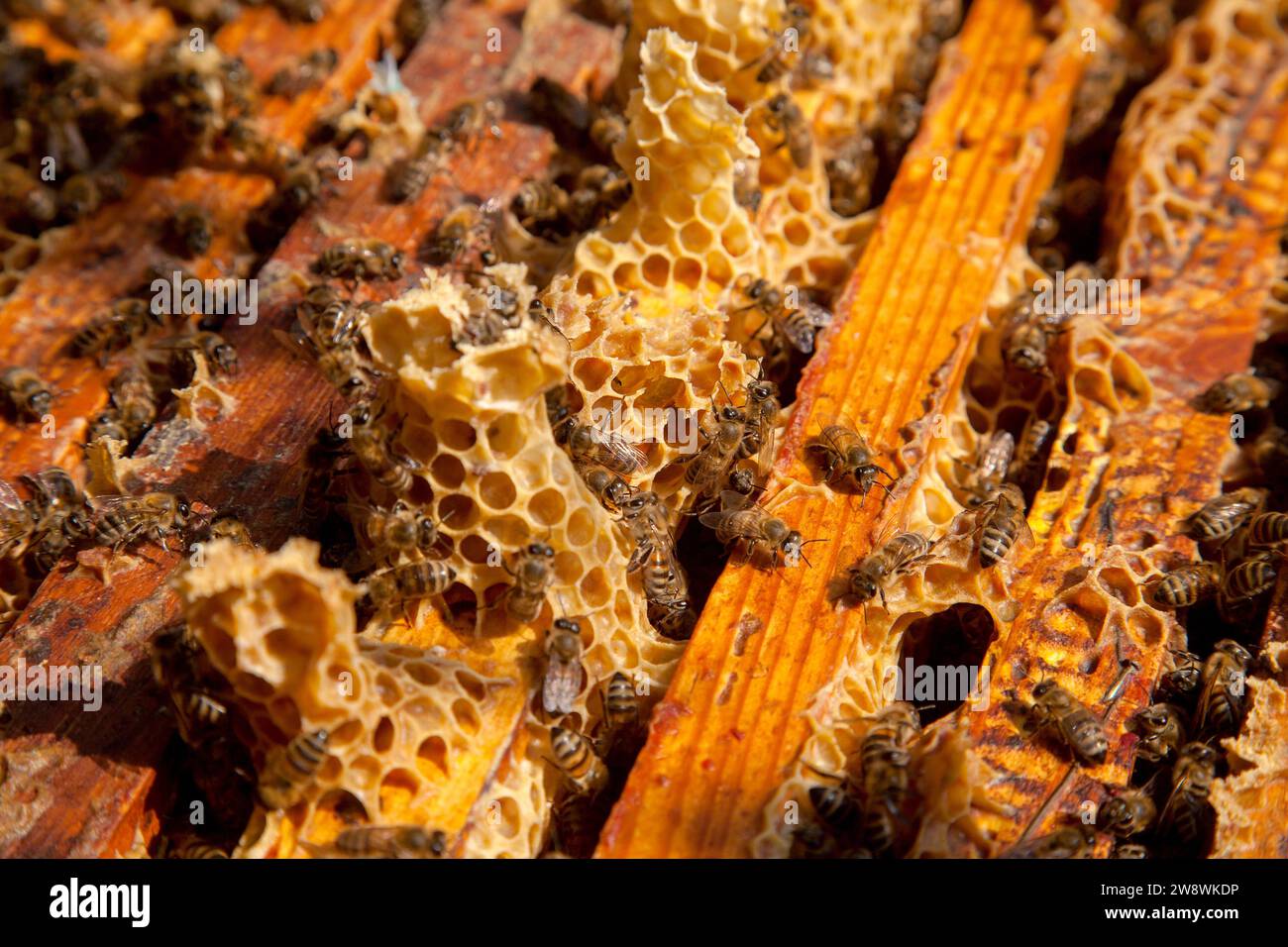 Frames of a beehive. Close up view of the opened hive body showing the ...