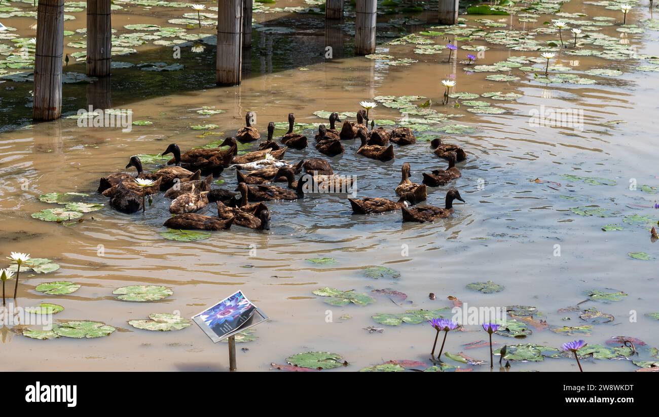 Ducks, Duck Ponds, Swans, Geese Wild Animals Stock Photo - Alamy