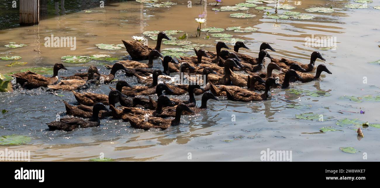 Ducks, Duck Ponds, Swans, Geese Wild Animals Stock Photo - Alamy