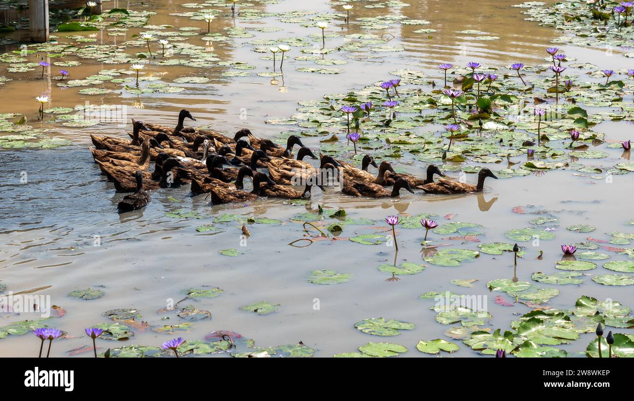 Ducks, Duck Ponds, Swans, Geese Wild Animals Stock Photo - Alamy