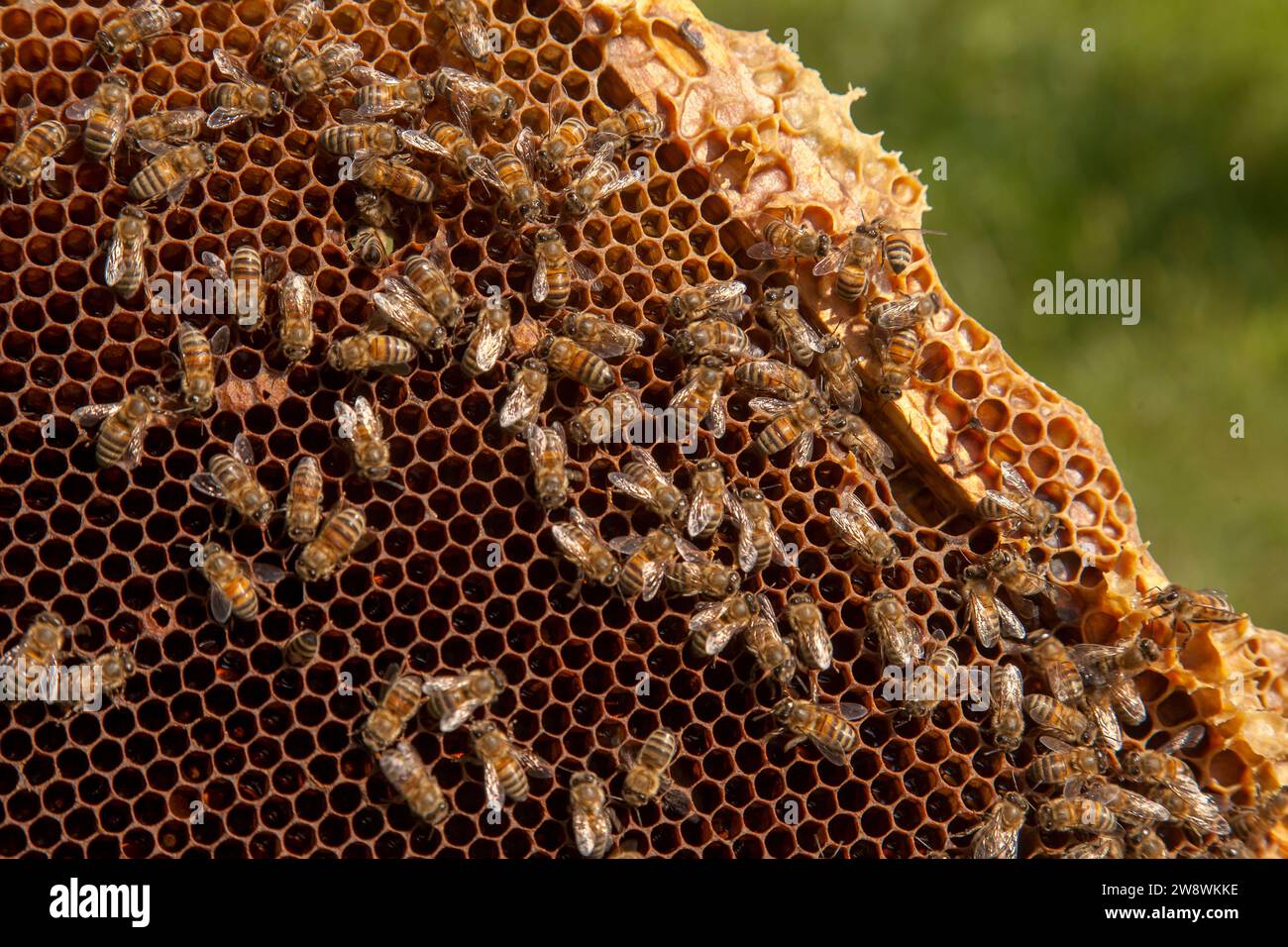 Frames of a beehive. Busy bees inside the hive with open and sealed ...