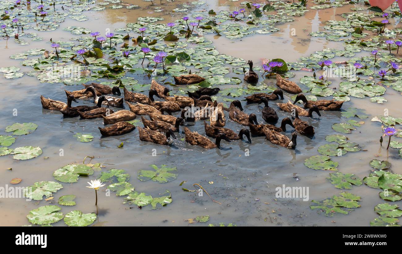 Ducks, Duck Ponds, Swans, Geese Wild Animals Stock Photo - Alamy