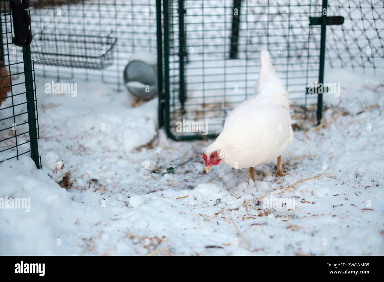 Chicken coop enclosure hi-res stock photography and images - Alamy