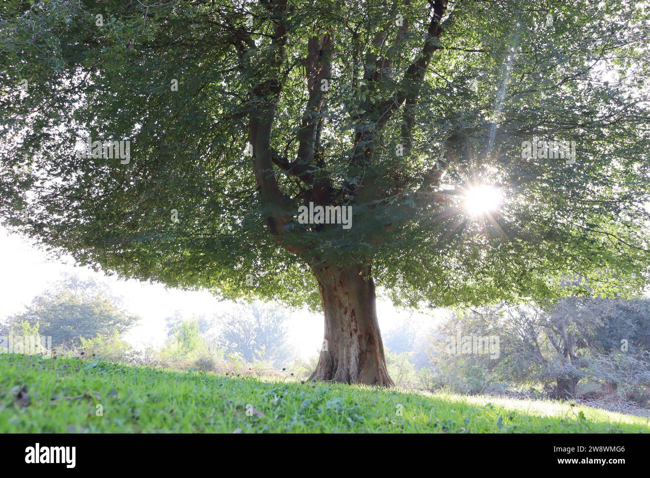 Tree from a certain angle hi-res stock photography and images - Alamy