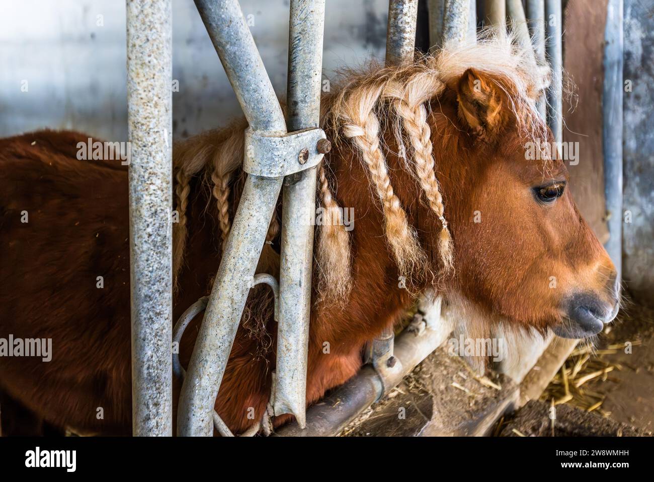 Vacations on the Tuta farm in Kerċem, Gozo, Malta Stock Photo - Alamy