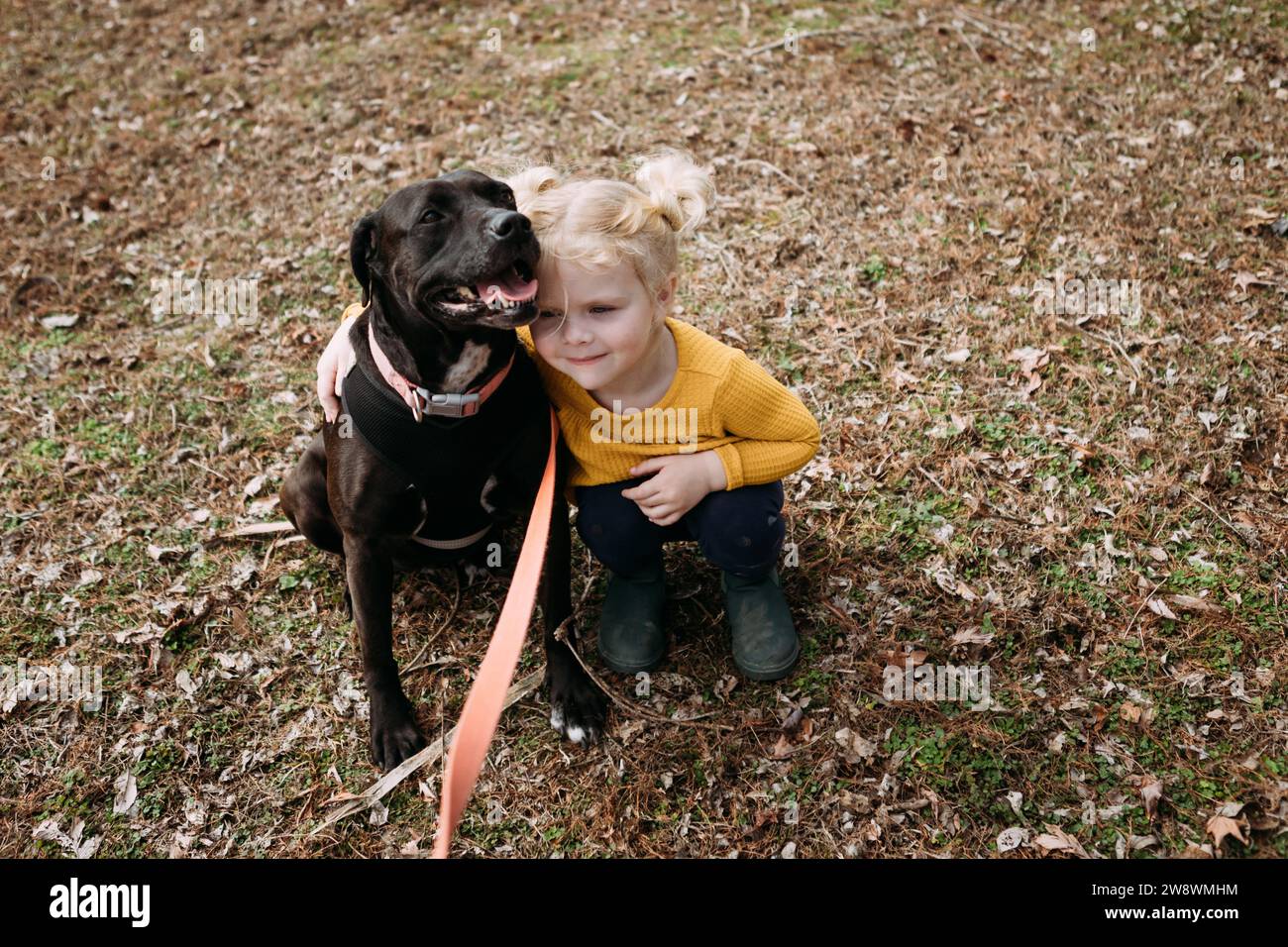 Young child hugging her pet rescue pit bull dog Stock Photo - Alamy