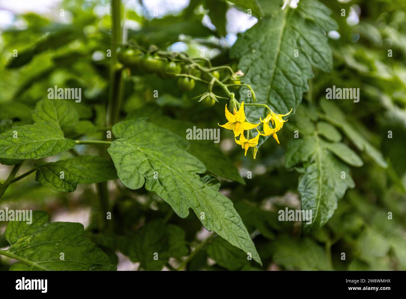 Vacations on the Tuta farm in Kerċem, Gozo, Malta Stock Photo - Alamy