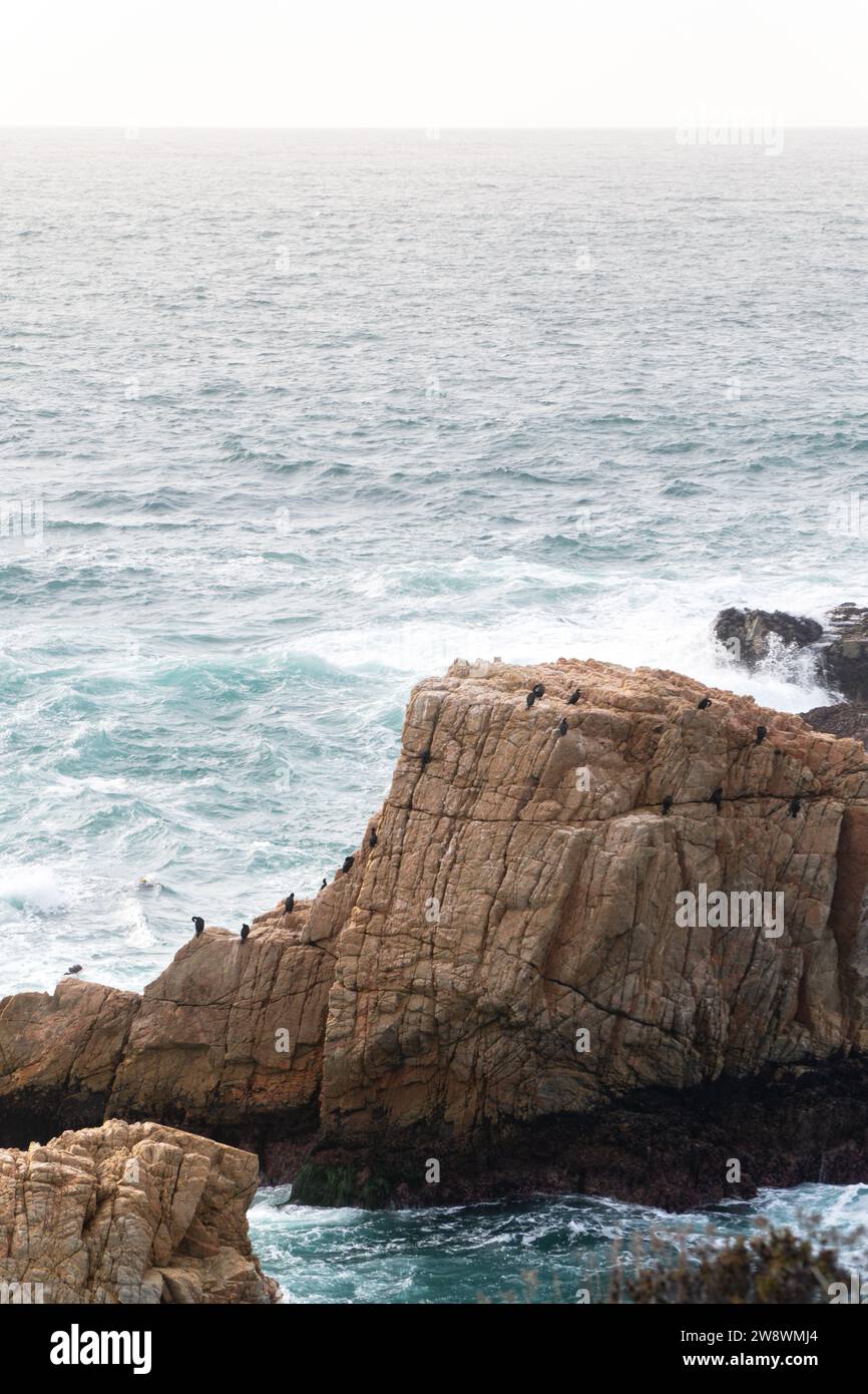 Birds of big sur hi-res stock photography and images - Alamy