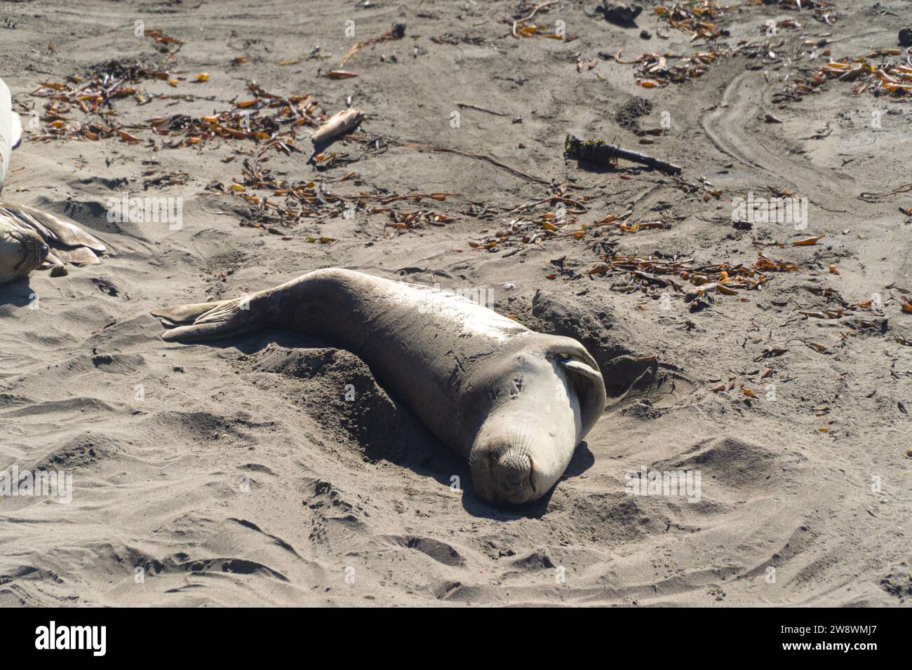 Baby Seal hugging itself on Piedras Blancas beach Stock Photo - Alamy