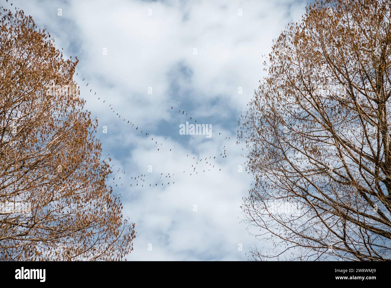 Snow geese flying overhead against blue sky and trees Stock Photo - Alamy