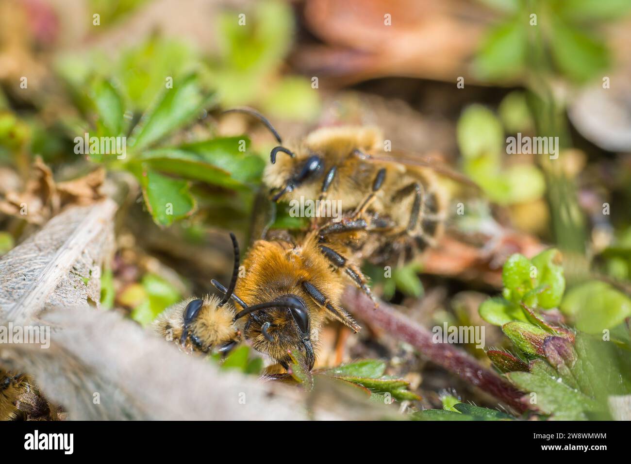 Females during reproduction hi-res stock photography and images - Alamy