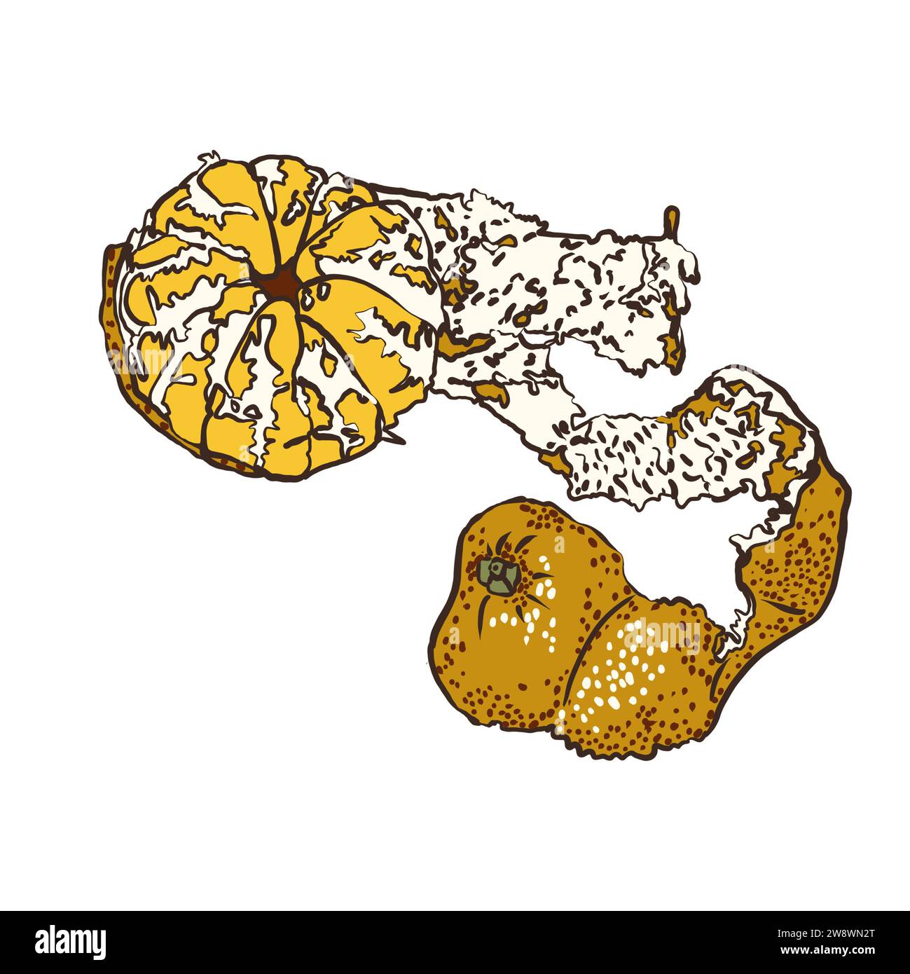 A hand-drawn drawing of a mandarin in the style of a sketch ...