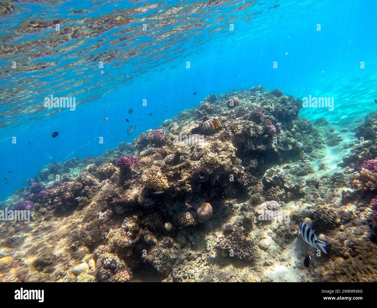 Close up view of tropical big broomtail wrasse known as Cheilinus ...