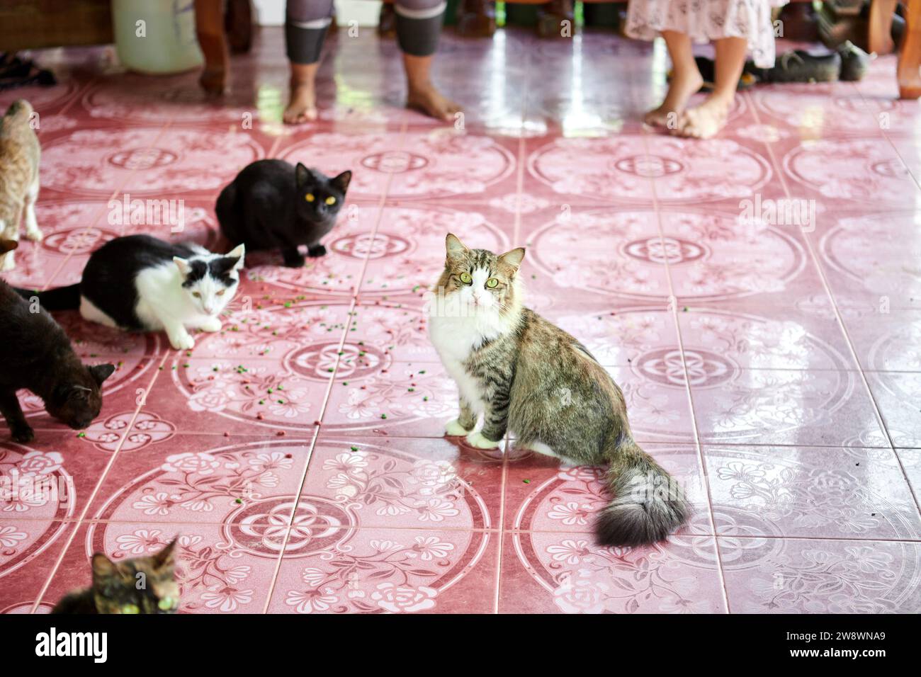 Cats eating cat food on floor tile Stock Photo - Alamy