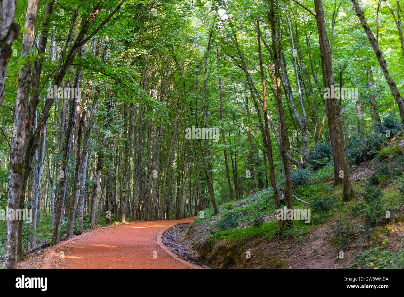 Walking sports path in beech and oak trees. Belgrad forest Stock Photo ...