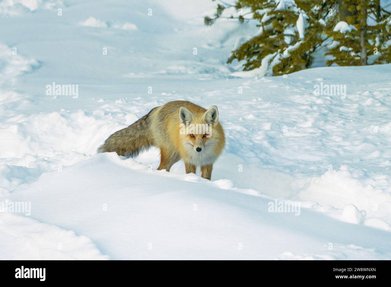 Red fox in wilderness hi-res stock photography and images - Alamy