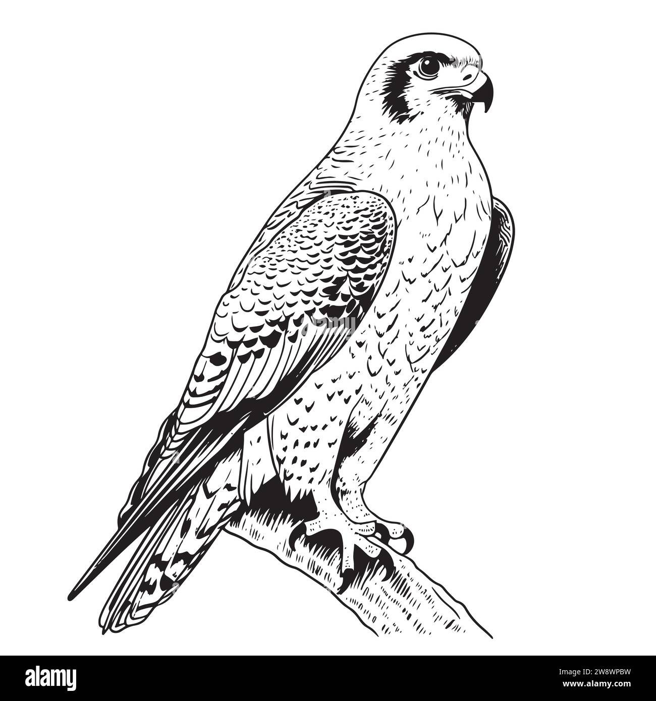 Cartoon falcon Black and White Stock Photos & Images - Alamy