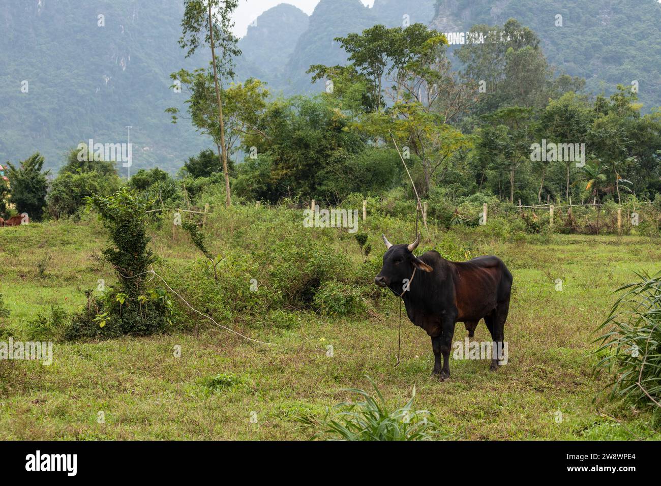 Ox vietnam hi-res stock photography and images - Alamy