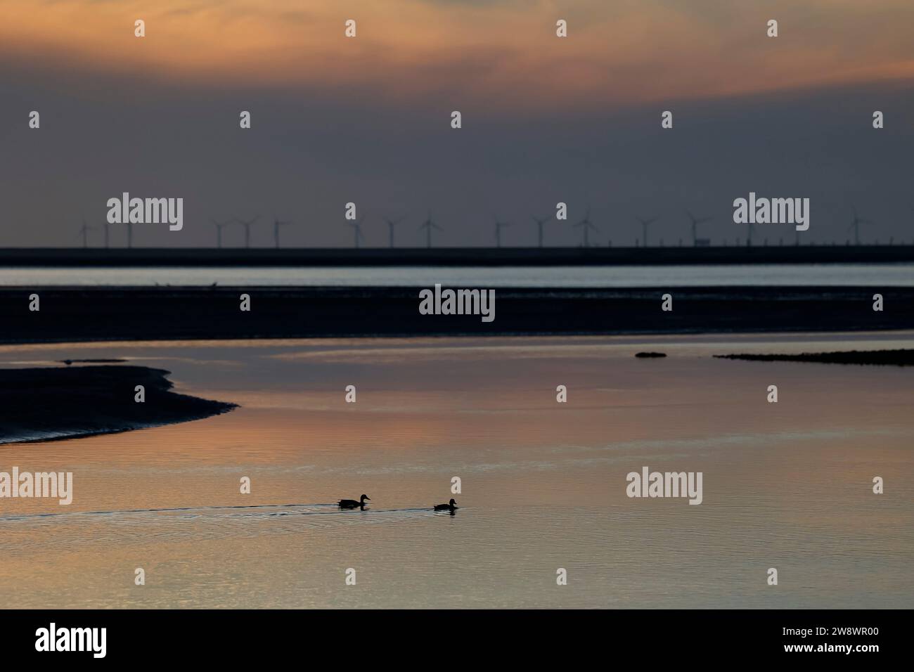 Silhouette of two ducks swimming, in the distance a row of offshore ...