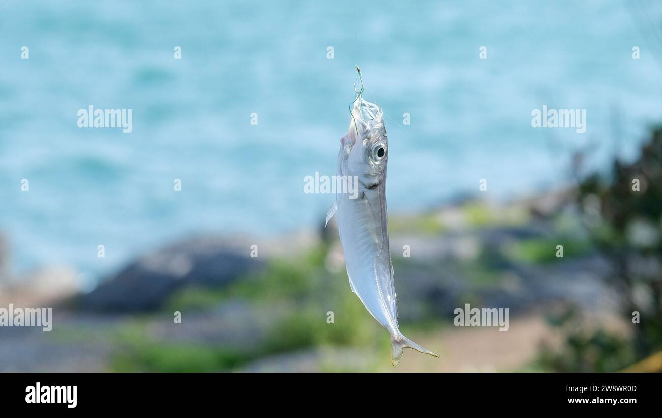 Close up fish on the tip of the fishing hook with sea background Stock ...