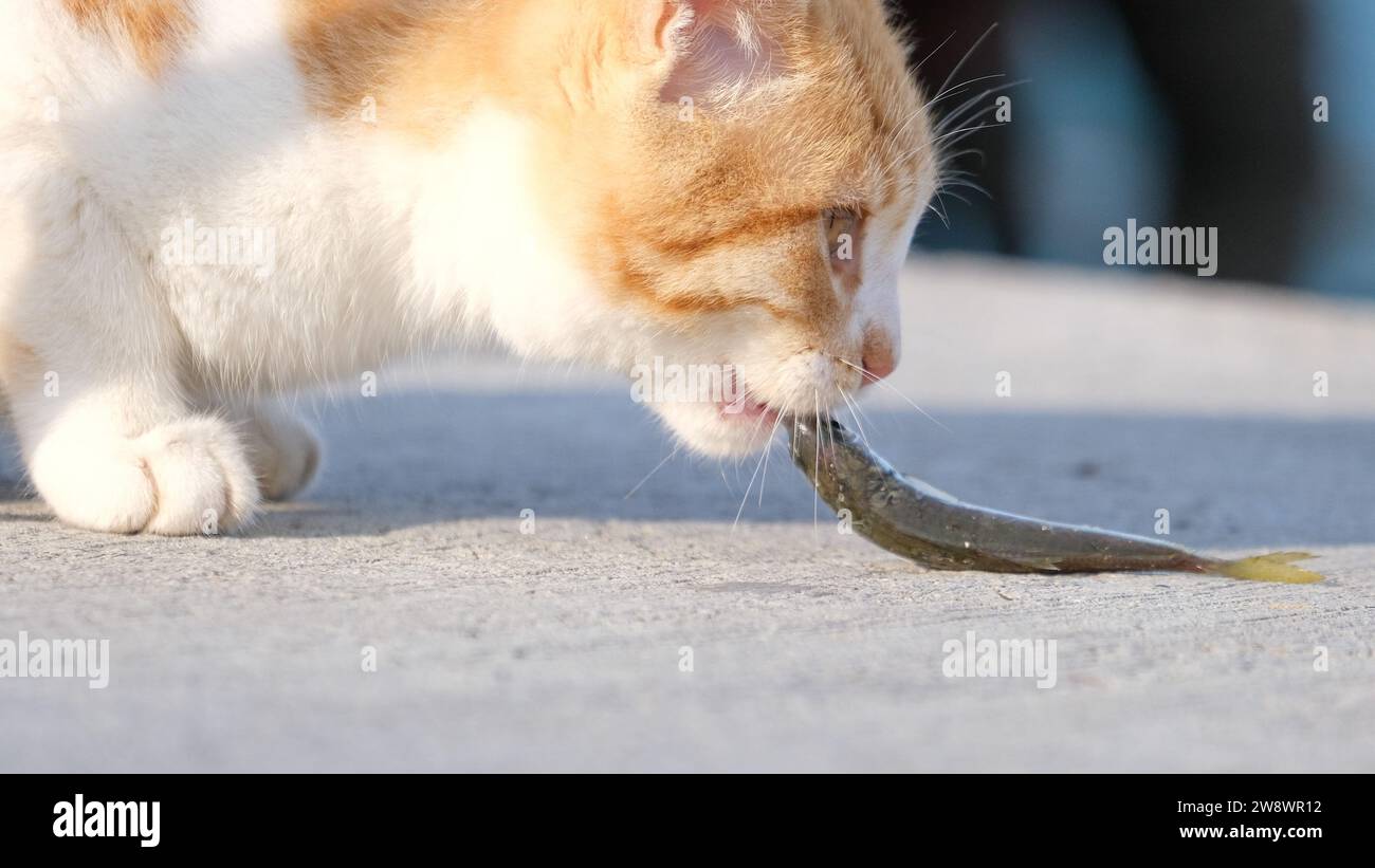 Yellow cat is eating a fish on the ground. Ground level of cat and fish ...