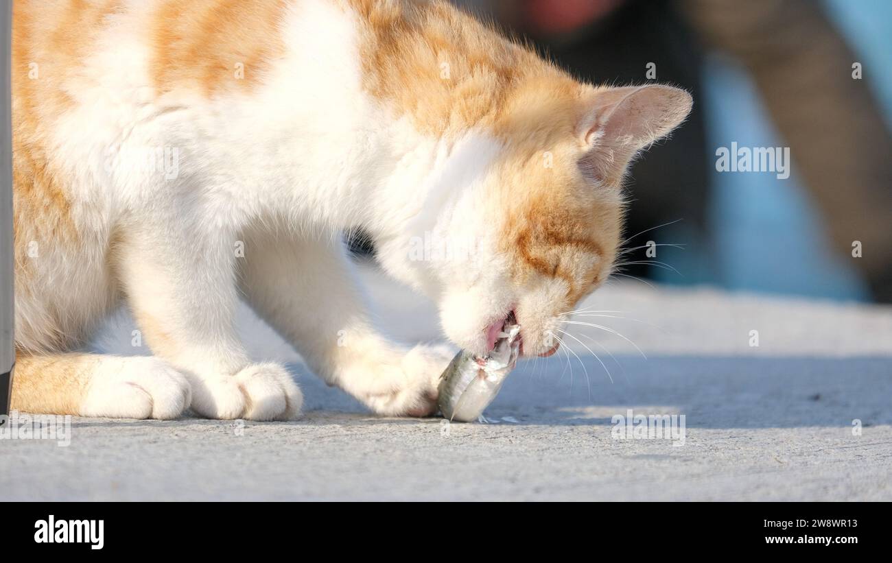 Yellow cat is eating a fish on the ground. Ground level of cat and fish ...