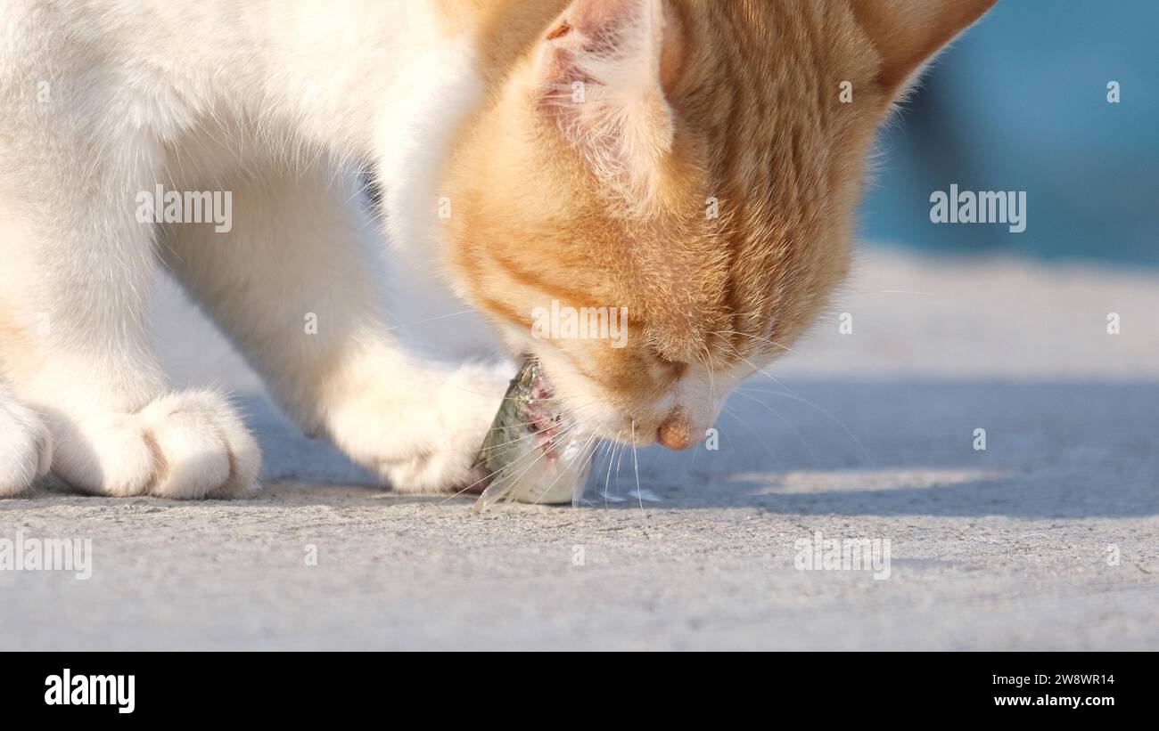 Yellow cat is eating a fish on the ground. Ground level of cat and fish ...