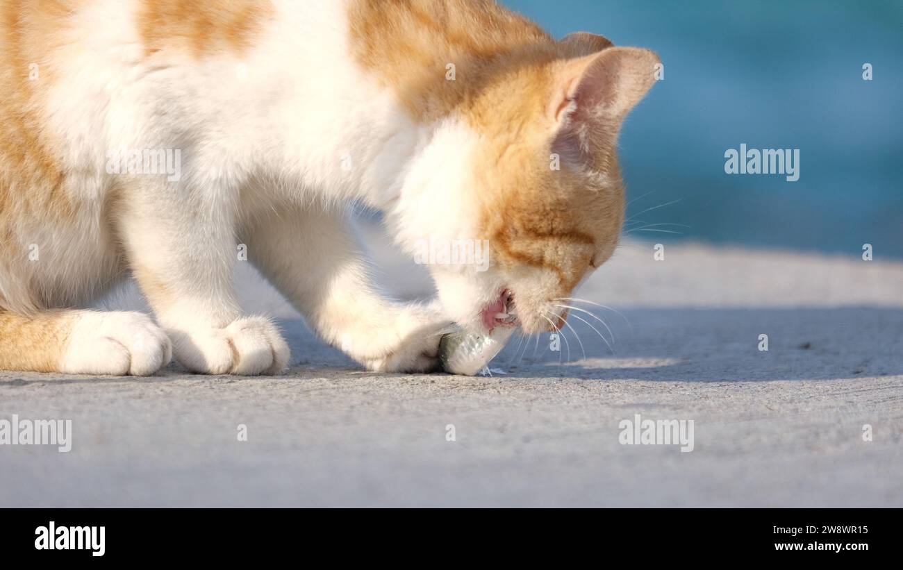 Yellow cat is eating a fish on the ground. Ground level of cat and fish ...