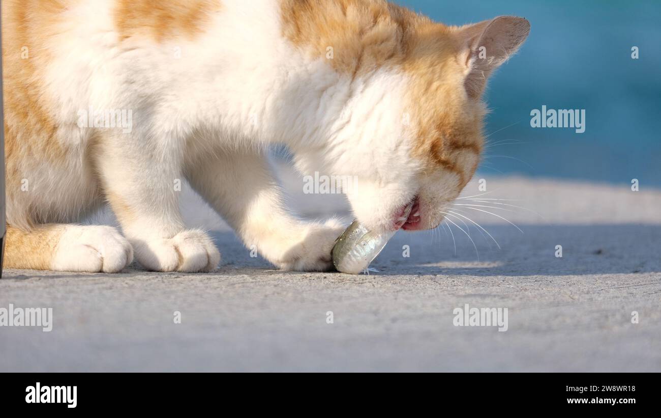 Yellow cat is eating a fish on the ground. Ground level of cat and fish ...