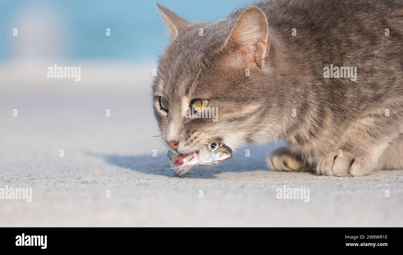 Grey cat is eating a fish on the ground. Fishtail inside cat mouth ...