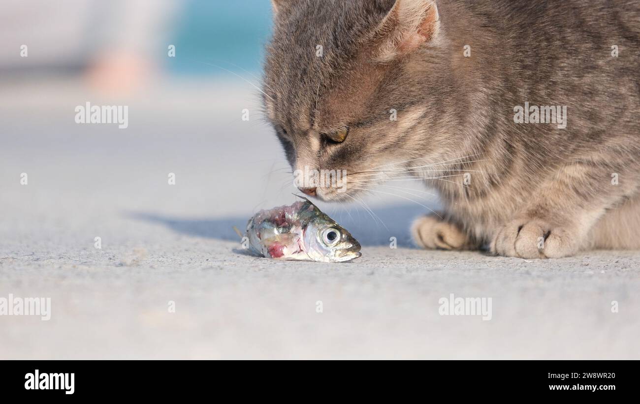 Grey cat is eating a fish on the ground. Fishtail inside cat mouth ...