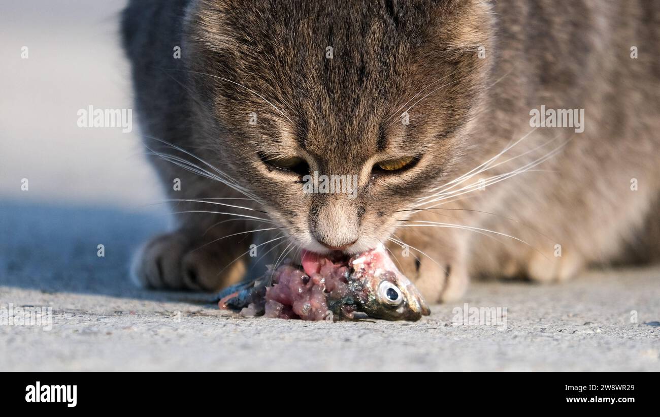 Grey cat is eating a fish on the ground. Fishtail inside cat mouth ...