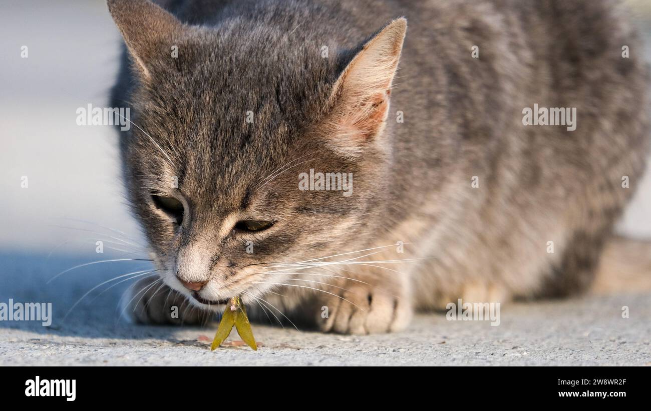 Grey cat is eating a fish on the ground. Fishtail inside cat mouth ...