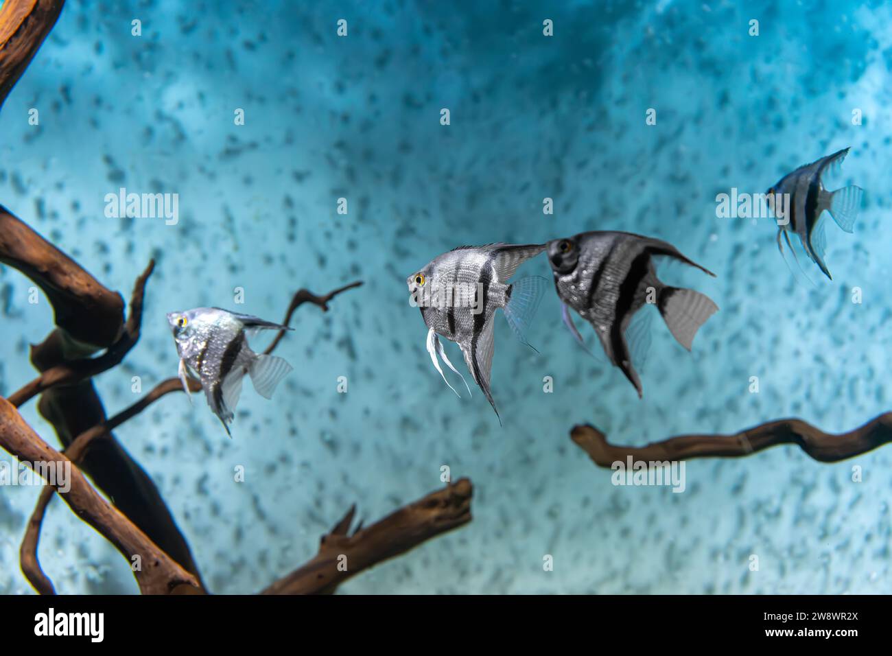 Black and white angel fish hi-res stock photography and images - Alamy