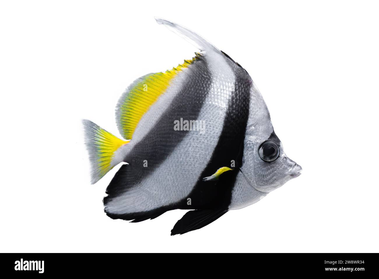 Heniochus acuminatus, Pennant coralfish, reef bannerfish, coachman ...