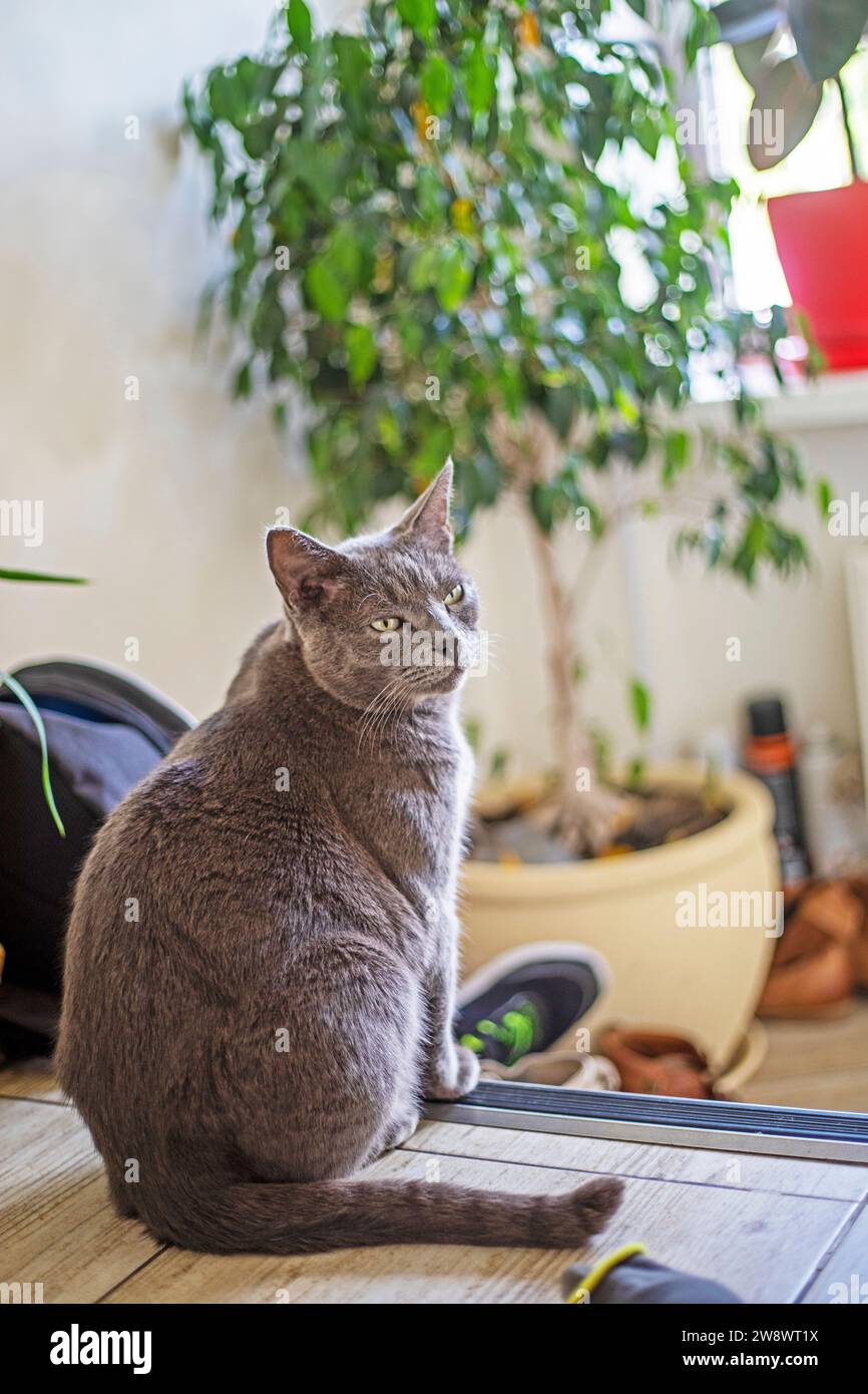 blue American Burmese cat sits near a ficus tree in the hallway. Caring ...