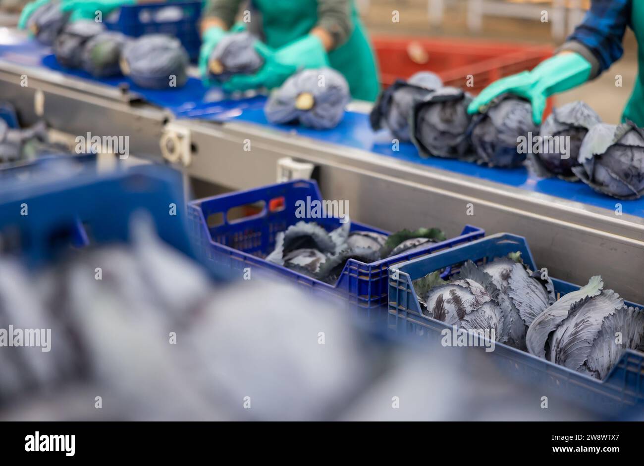 View of red cabbage on conveyor belt of sorting production line at ...