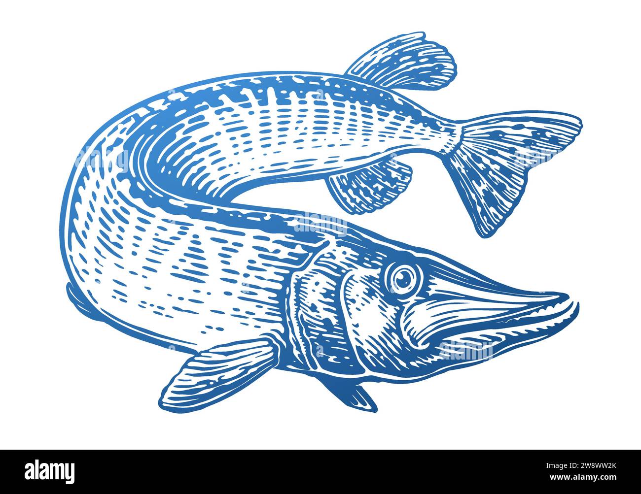 Big pike is swimming. Predatory fish in water. Hand drawn aquatic ...