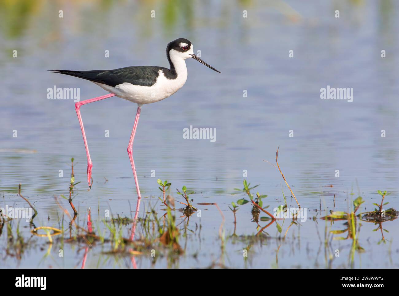 Black-necked stilt (Himantopus mexicanus) in marsh, Kissimmee, Florida ...