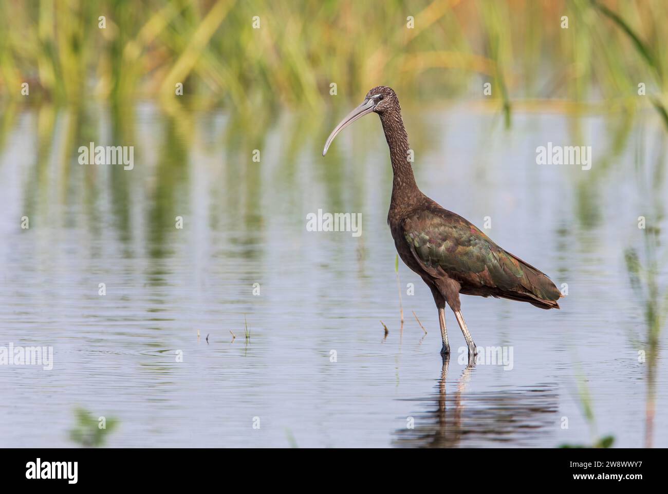 Florida marsh bird hi-res stock photography and images - Alamy
